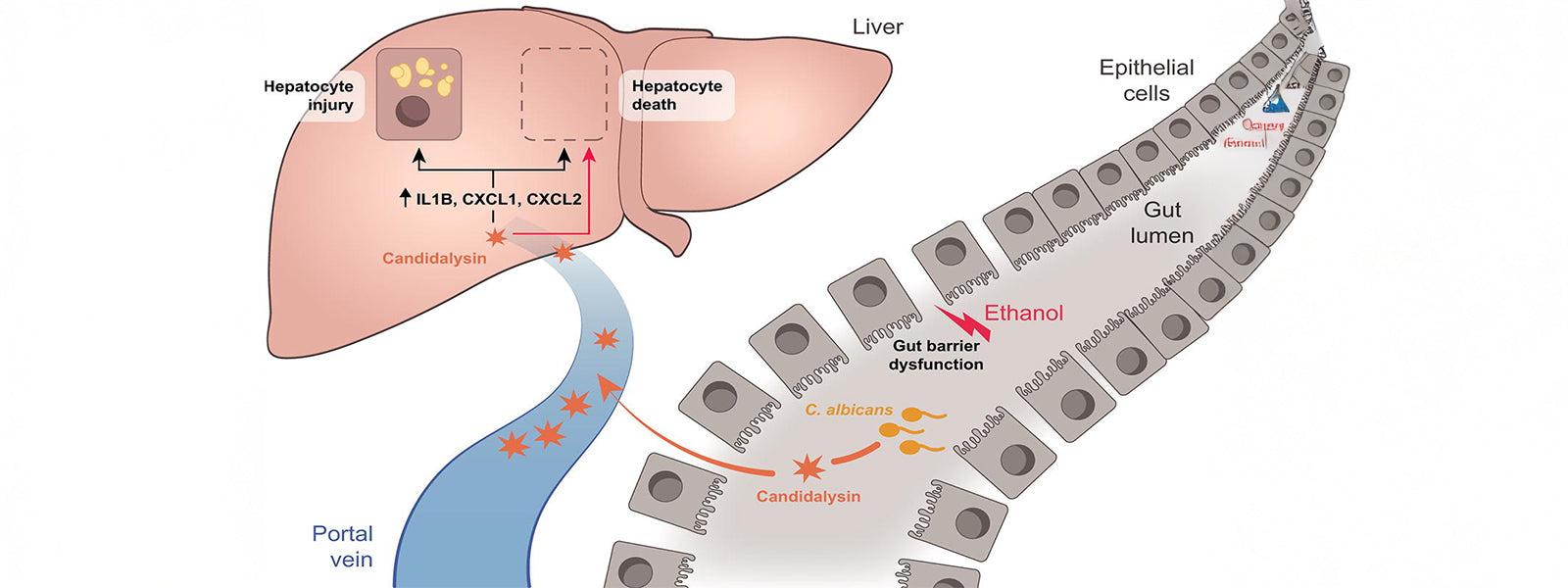 Candida 102: Your Liver & the Hot Flushes From Hell – Biohax Wellness